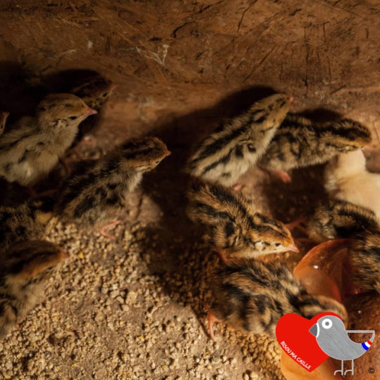 Cailles Jumbo – Bisou ma Caille©
